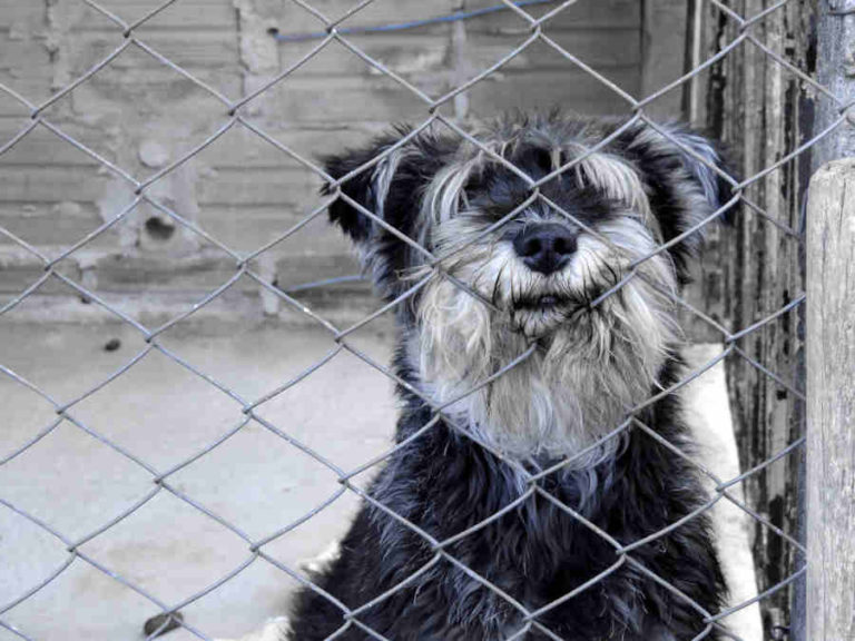 12 interesting jobs working with animals - Rest Less