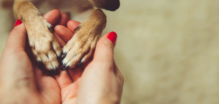 12 interesting jobs working with animals - Rest Less