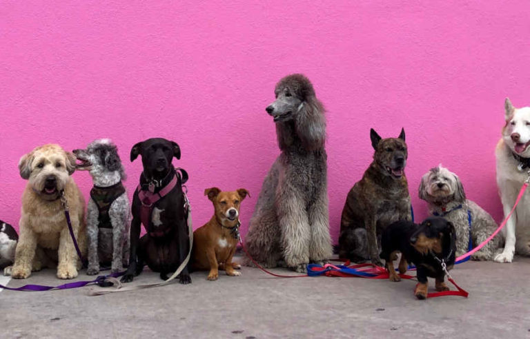 12 interesting jobs working with animals - Rest Less