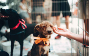 12 interesting jobs working with animals - Rest Less