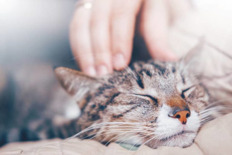 10 benefits of owning a pet - Rest Less