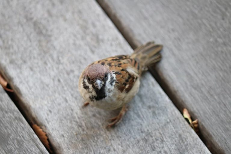 A beginner's guide to birdwatching - Rest Less