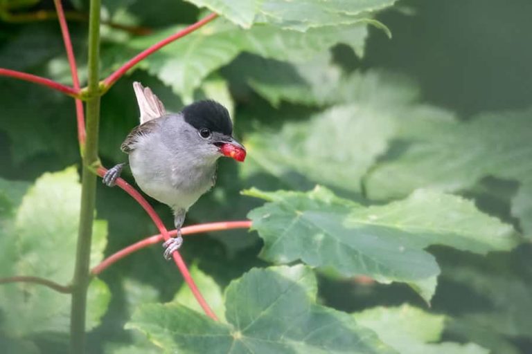 A beginner's guide to birdwatching - Rest Less