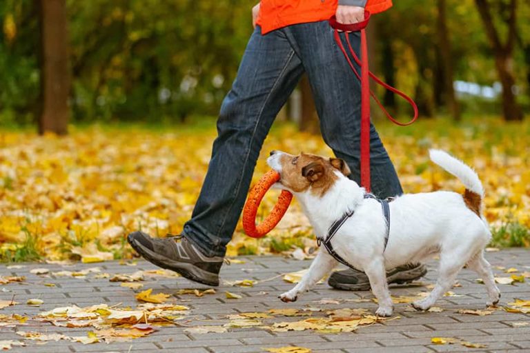 17 creative ways to increase your daily step count - Rest Less