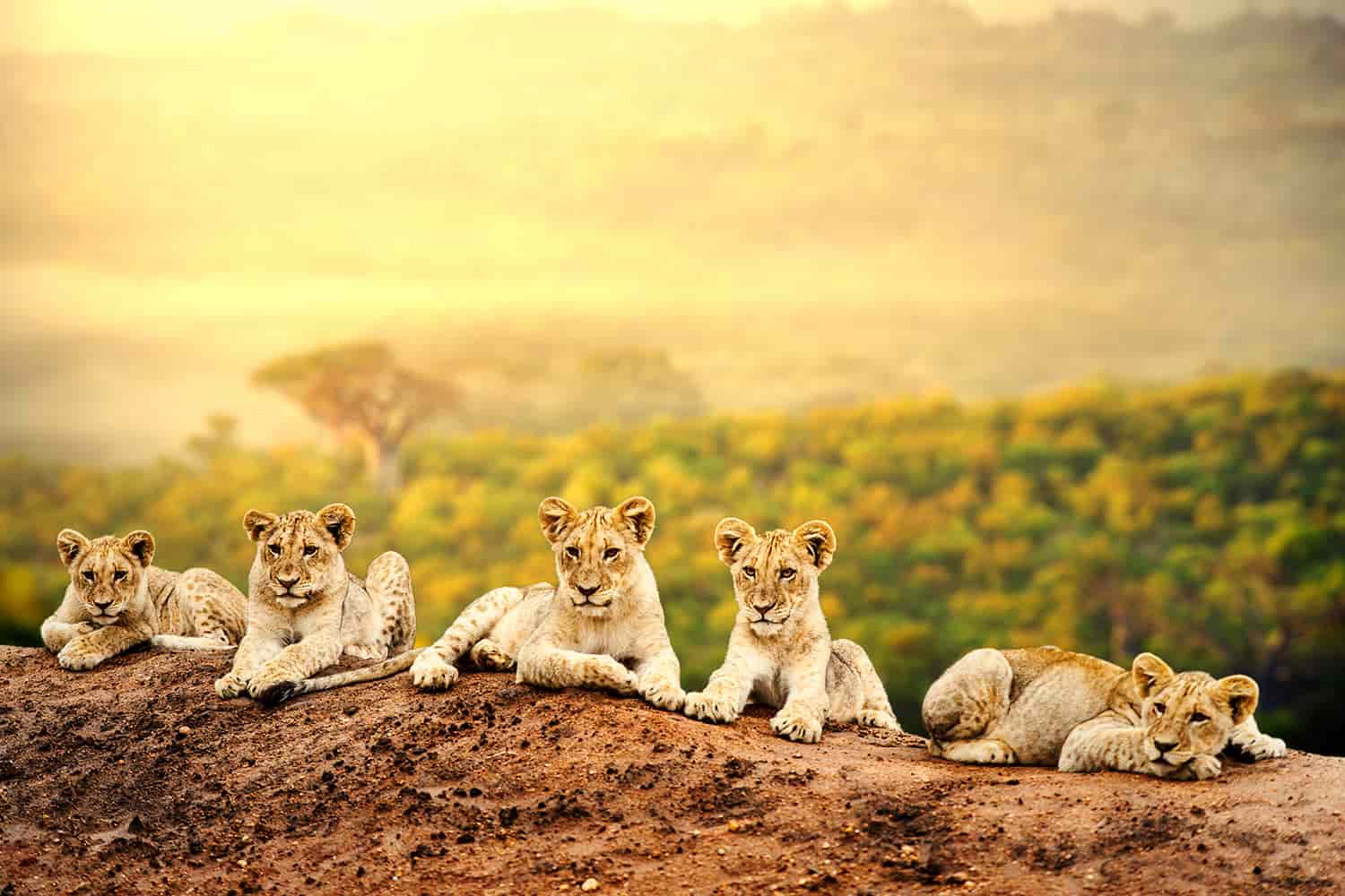 8 incredible African safari animals and where to see them - Rest Less