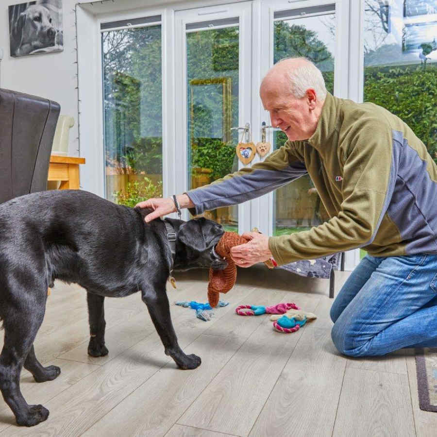 How to become a puppy raiser for Guide Dogs! - Rest Less