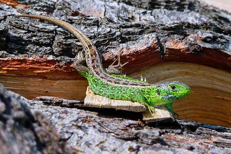 16 weird and wonderful animals you can find in the UK - Rest Less