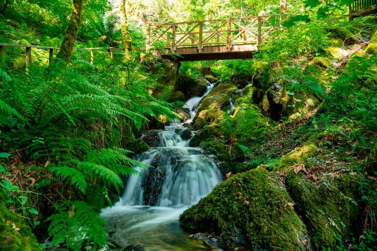 18 of the best woodlands and forests to visit in the UK - Rest Less