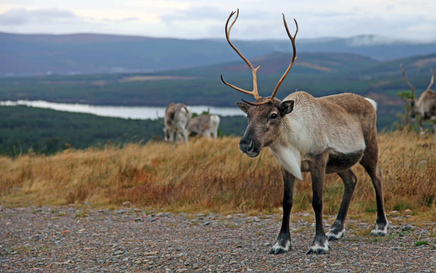 12 magical things to do in the UK in December - Rest Less