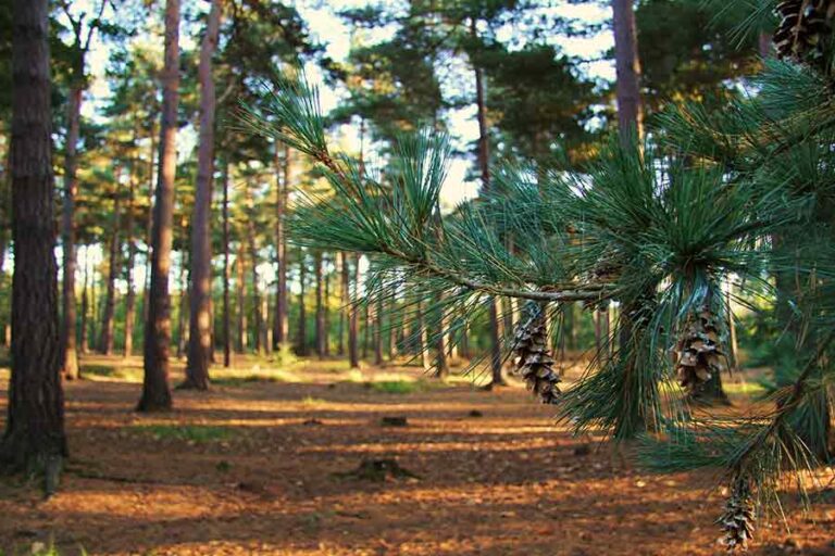 18 of the best woodlands and forests to visit in the UK - Rest Less