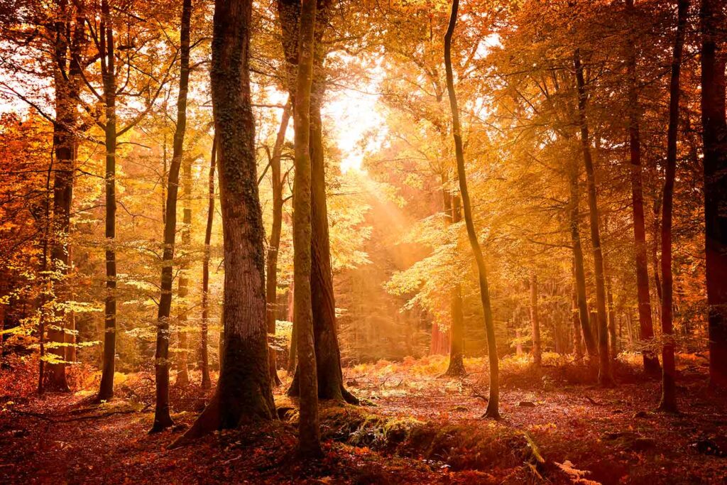 18 of the best woodlands and forests to visit in the UK - Rest Less