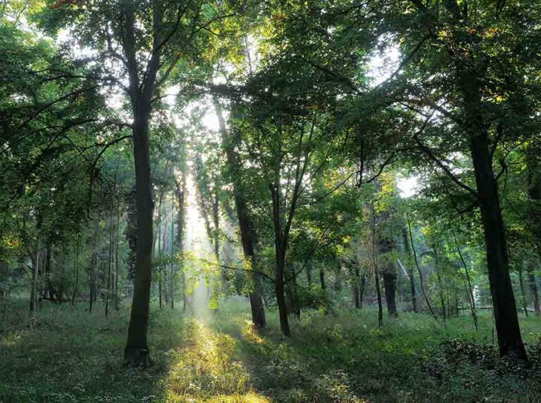 18 of the best woodlands and forests to visit in the UK - Rest Less