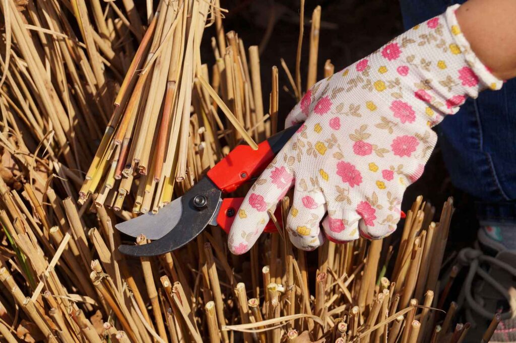 10 gardening jobs for February - Rest Less