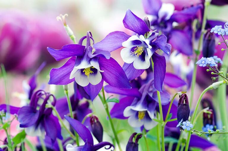 10 of the best spring-flowering plants - Rest Less