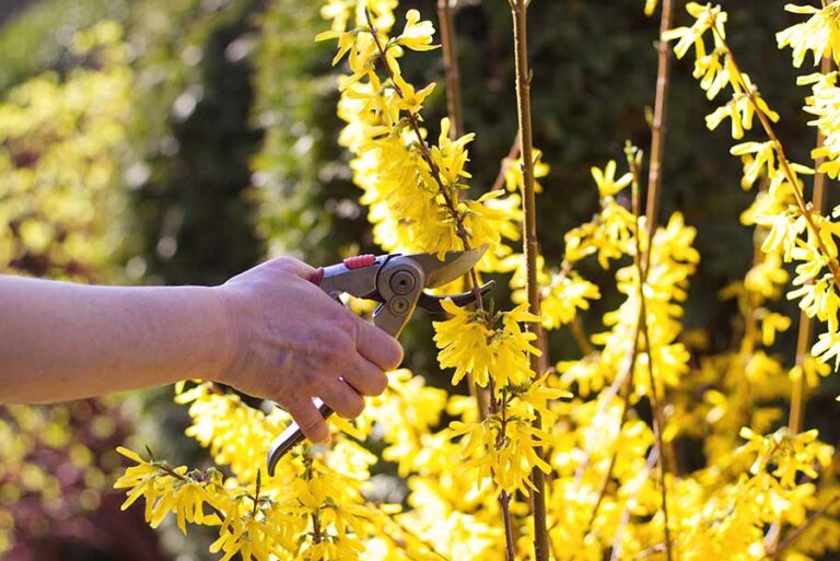 10 of the best spring-flowering plants - Rest Less