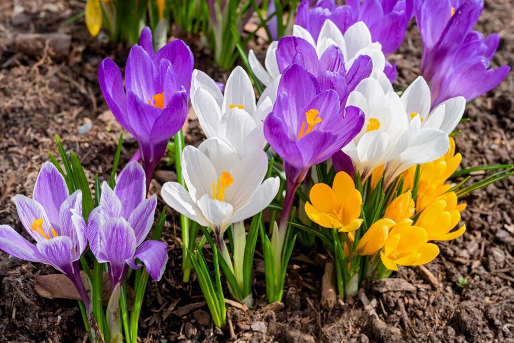 10 of the best spring-flowering plants - Rest Less