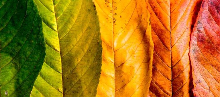Why do leaves change colour in autumn? Plus 5 ways to use fallen leaves ...