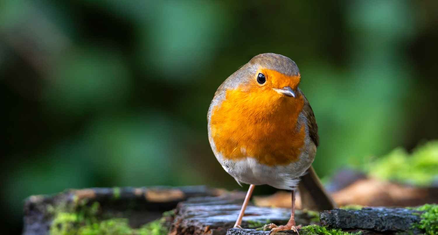 Just Another Ordinary Day - Rest Less