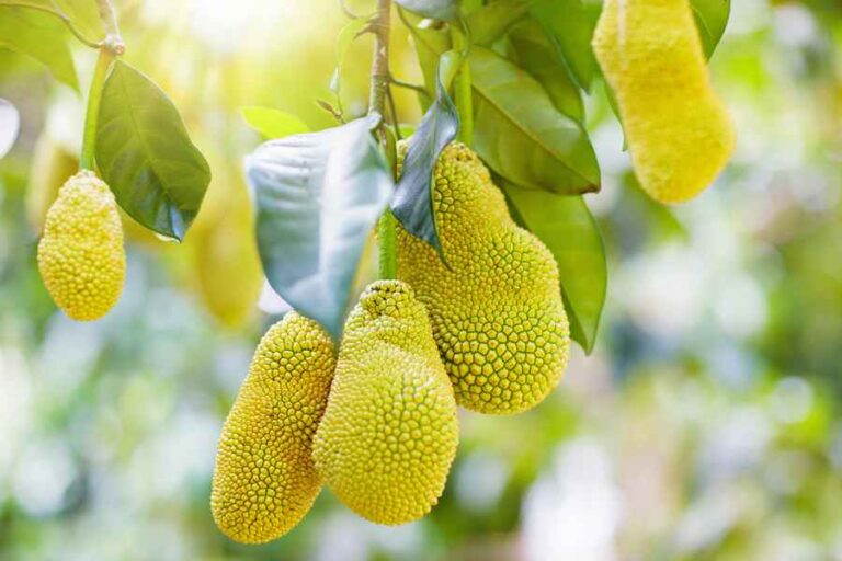 Jackfruit – health benefits and 10 delicious recipes - Rest Less