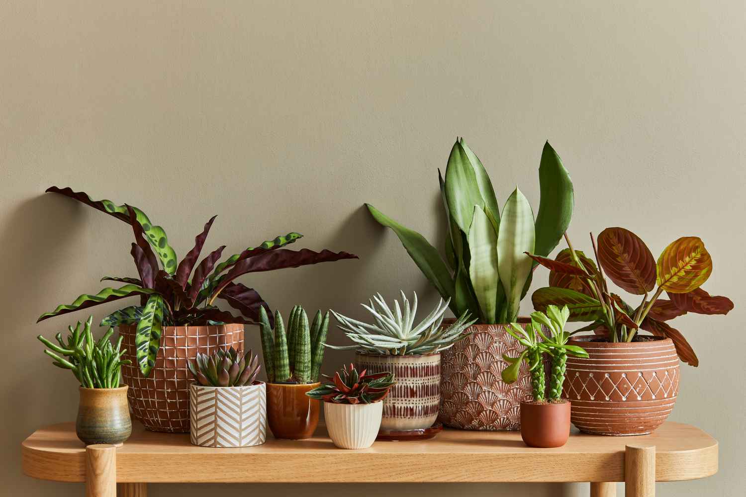 10 houseplants with huge personalities - Rest Less