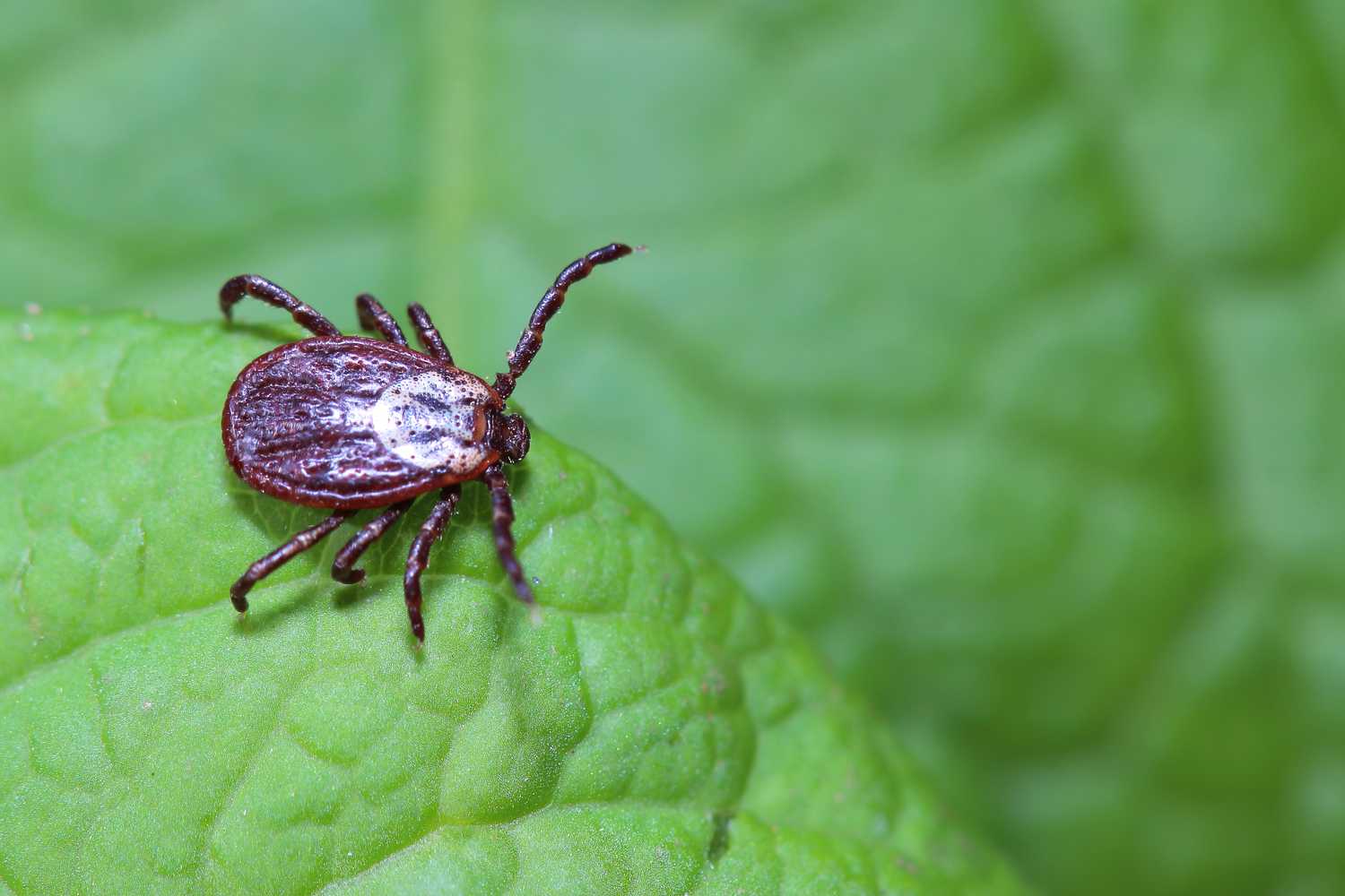 Tick bites and Lyme disease – how to protect yourself and your pets ...