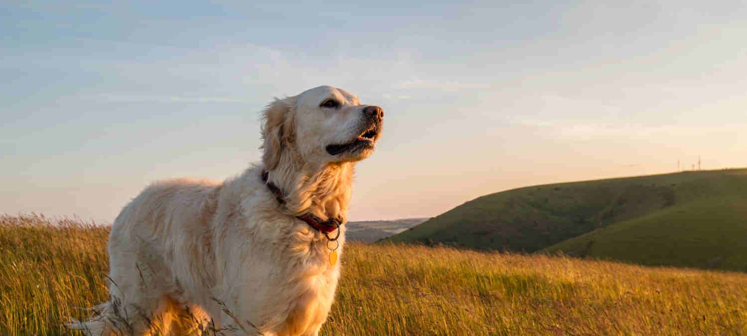 7 true stories about remarkable dogs - Rest Less