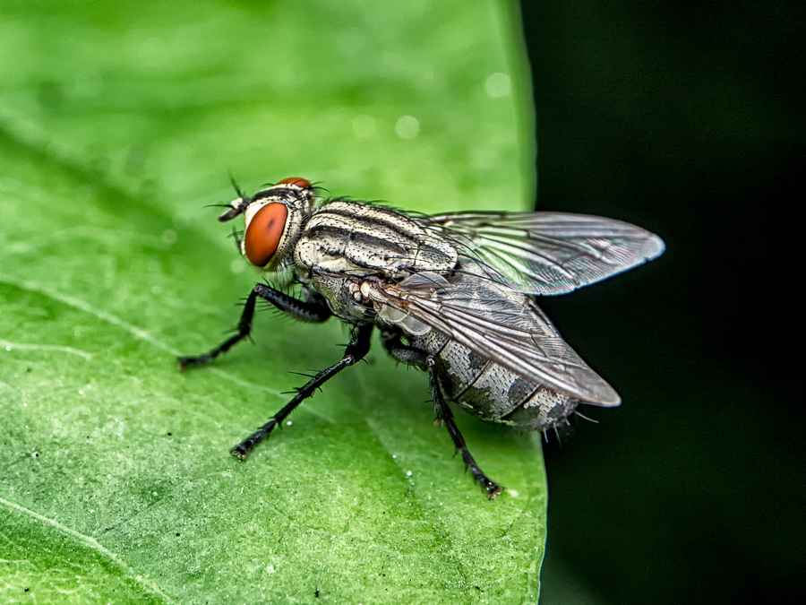 Horseflies What Are They And How Can You Protect Yourself And Your Horseflies What Are They And How Can You Protect Yourself And Your