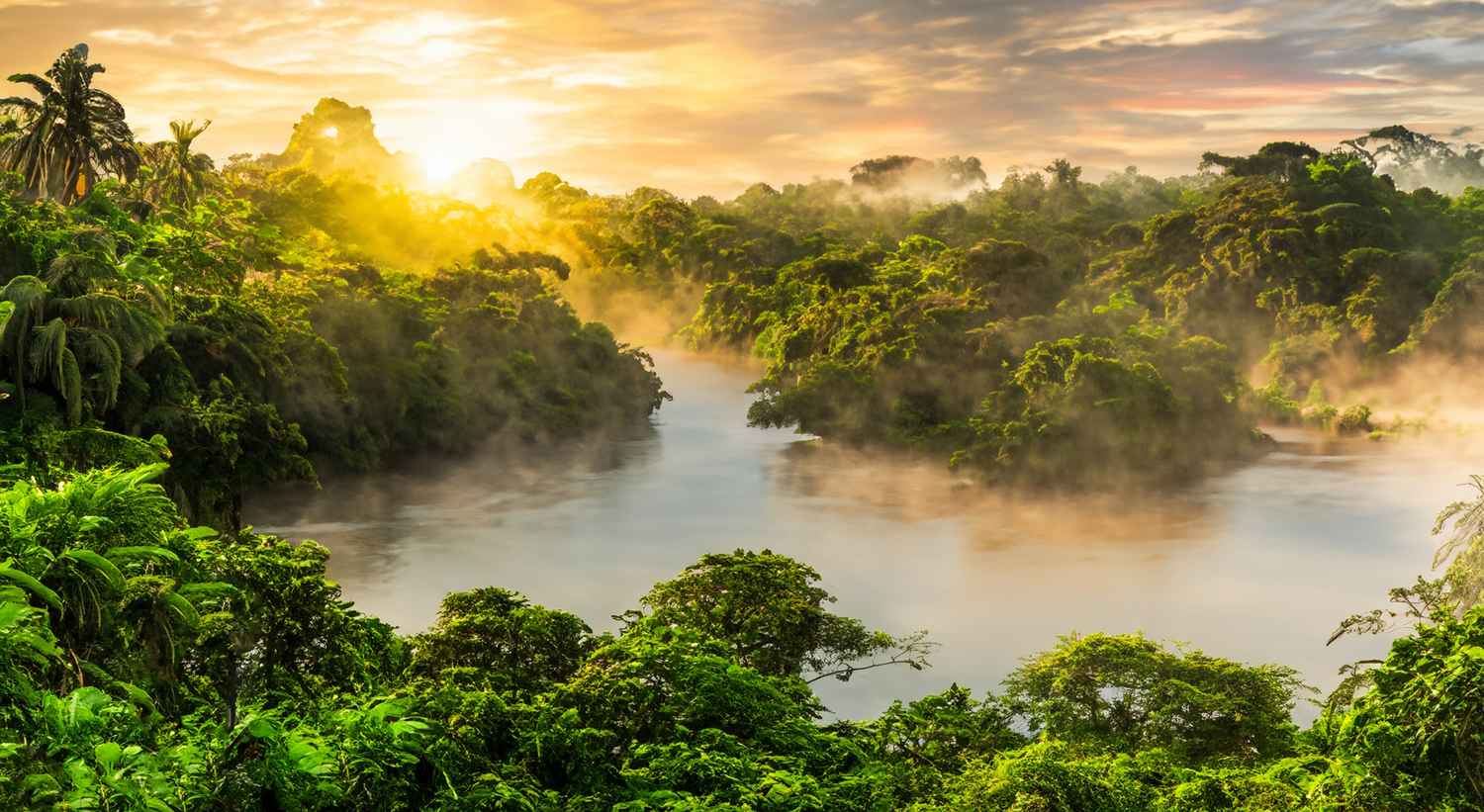 Amazon Forest Landscape The Amazon Rainforest | World Wildlife Fund