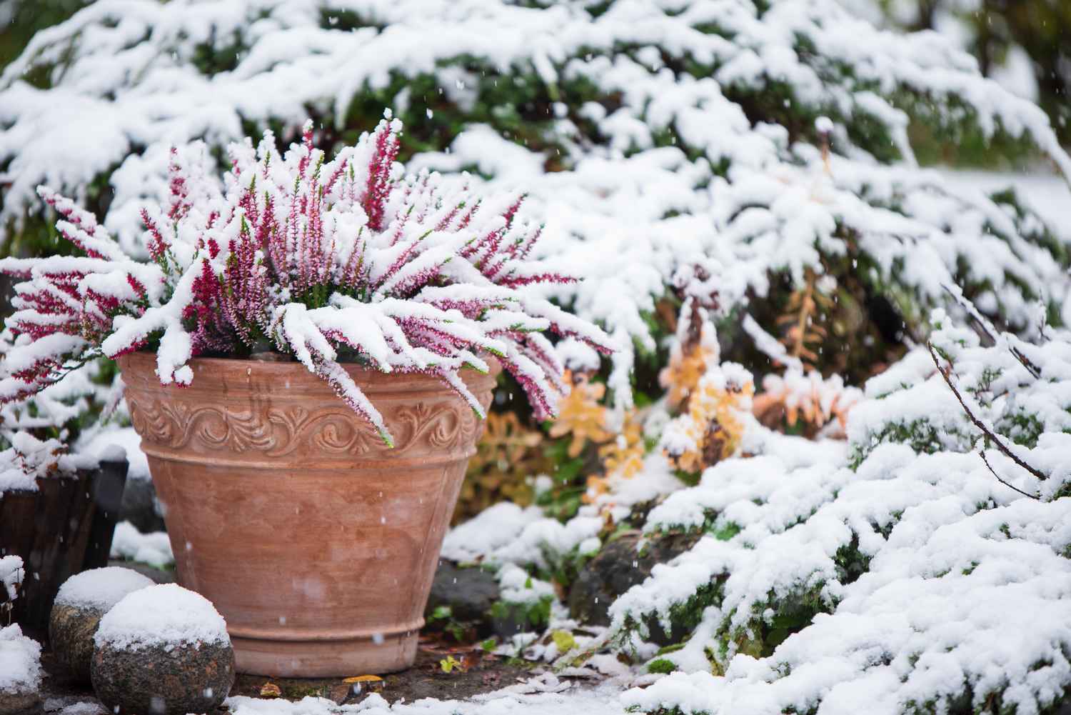 10 winter gardening jobs to keep your green space thriving - Rest Less