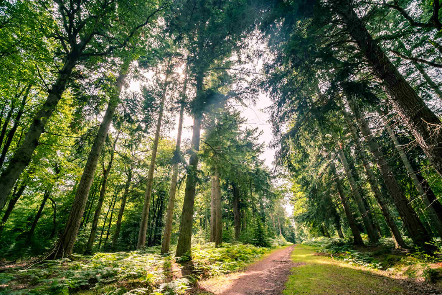 How to connect with nature through forest bathing - Rest Less