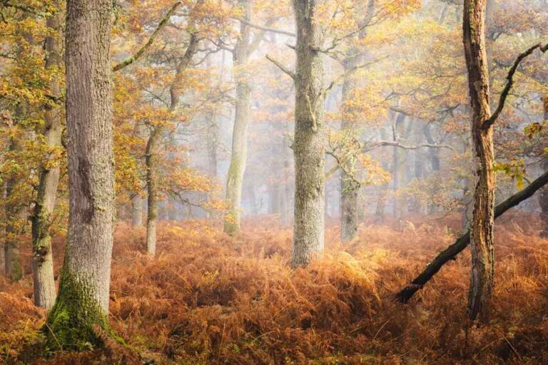 How to connect with nature through forest bathing - Rest Less