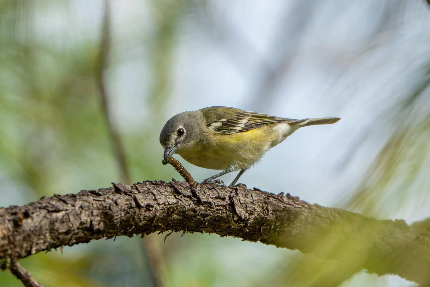 Five reasons to be an ISA early bird - Rest Less