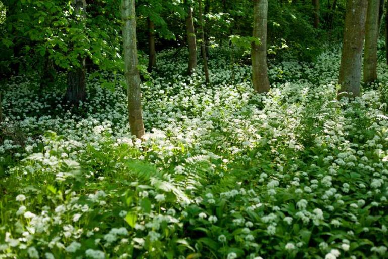 11 wild garlic recipes for springtime - Rest Less