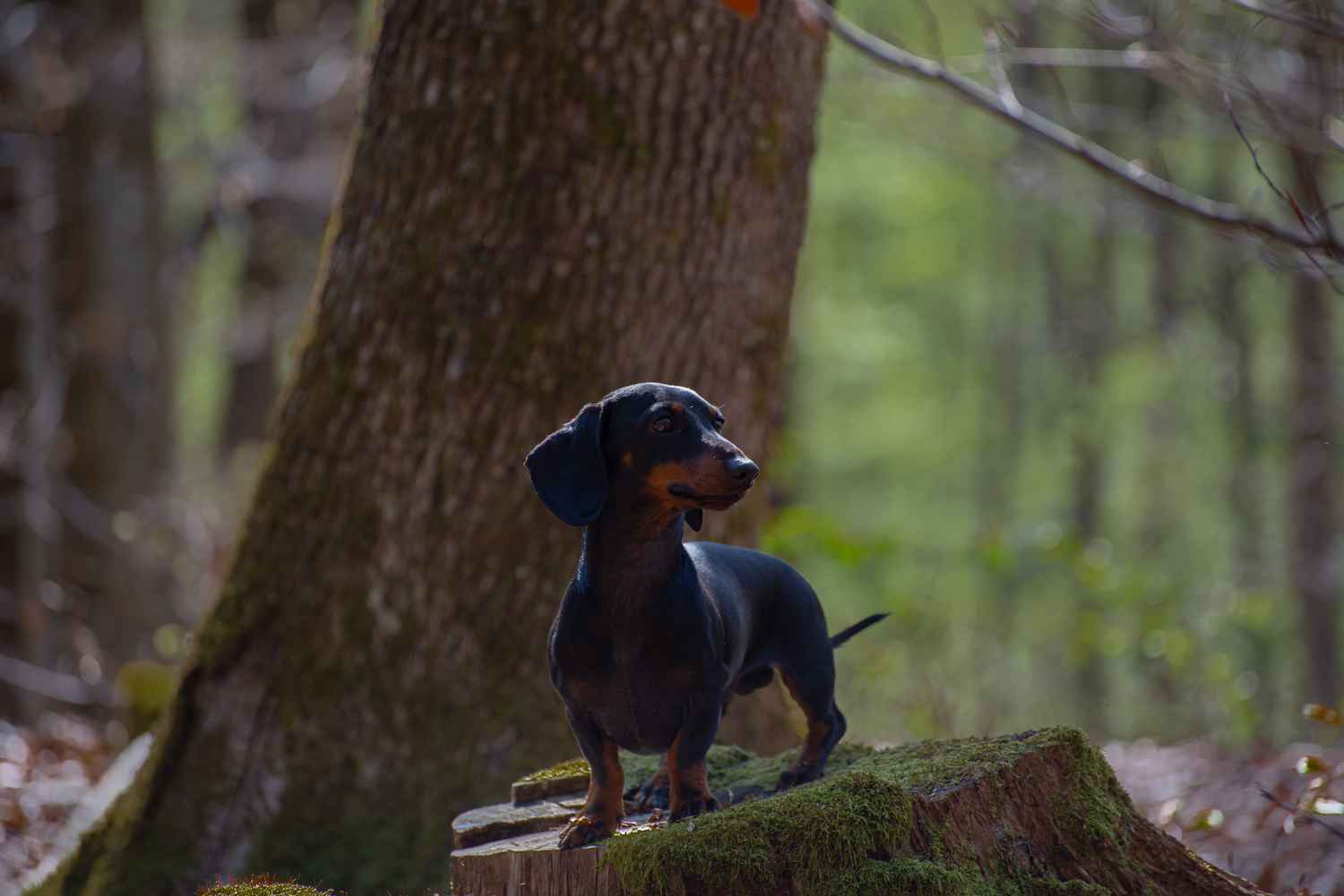 Another Hurdle - Rest Less