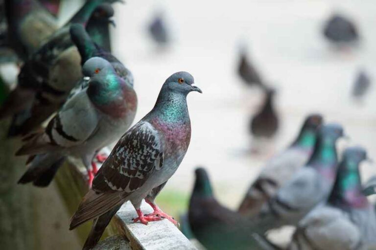 5 of the world’s most misunderstood animals - Rest Less