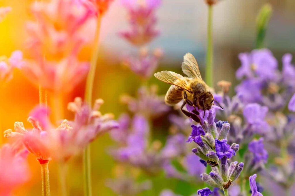 9 weed solutions that don't harm bees - Rest Less