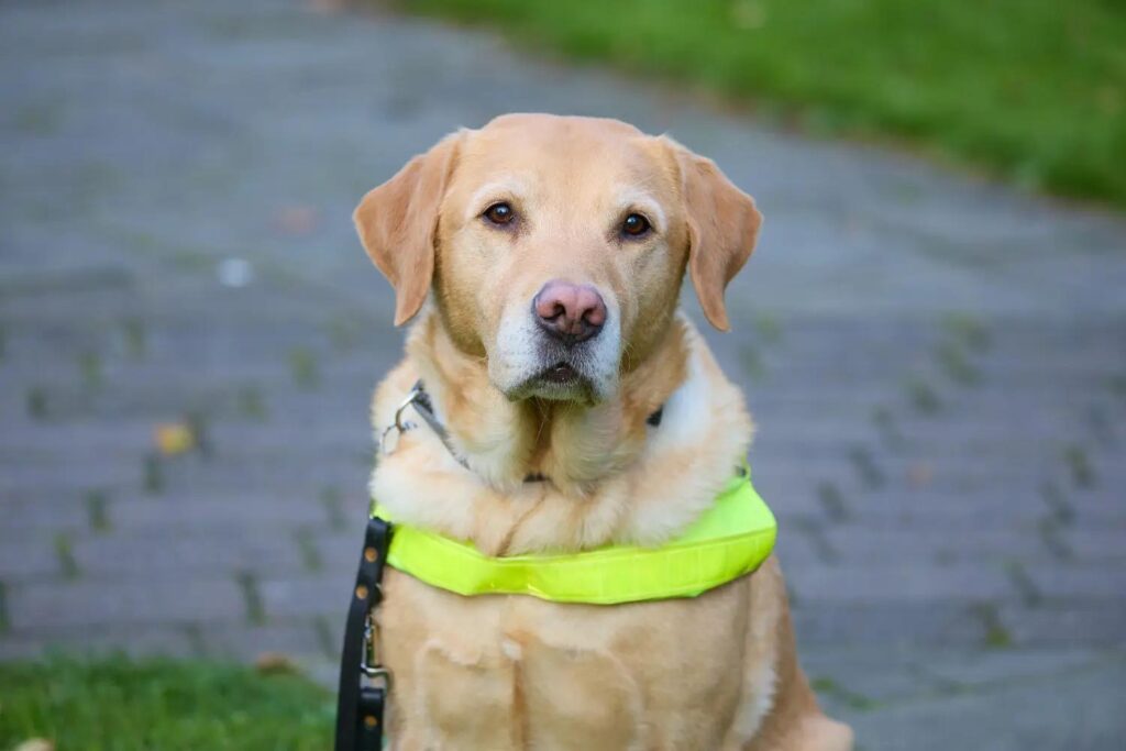 6 amazing things you might not know about guide dogs - Rest Less