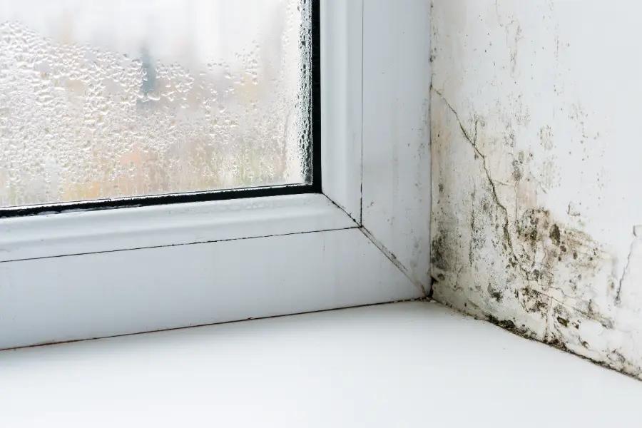 Winter damp and mould – what are the risks and how can you prevent it ...